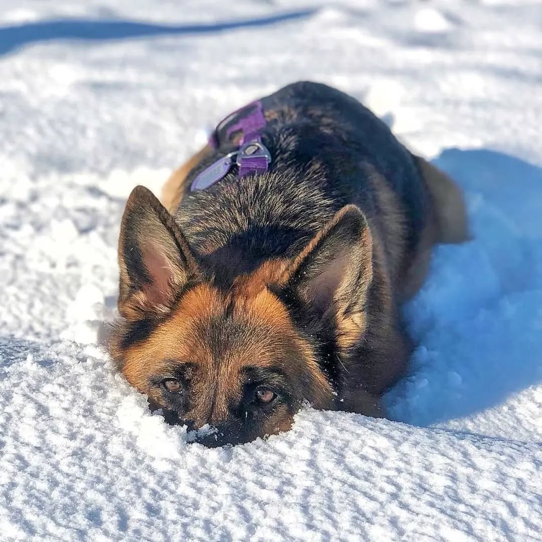 Funny German Shepherd Videos Will Make You Smile #6 – KingdomOfDoggos