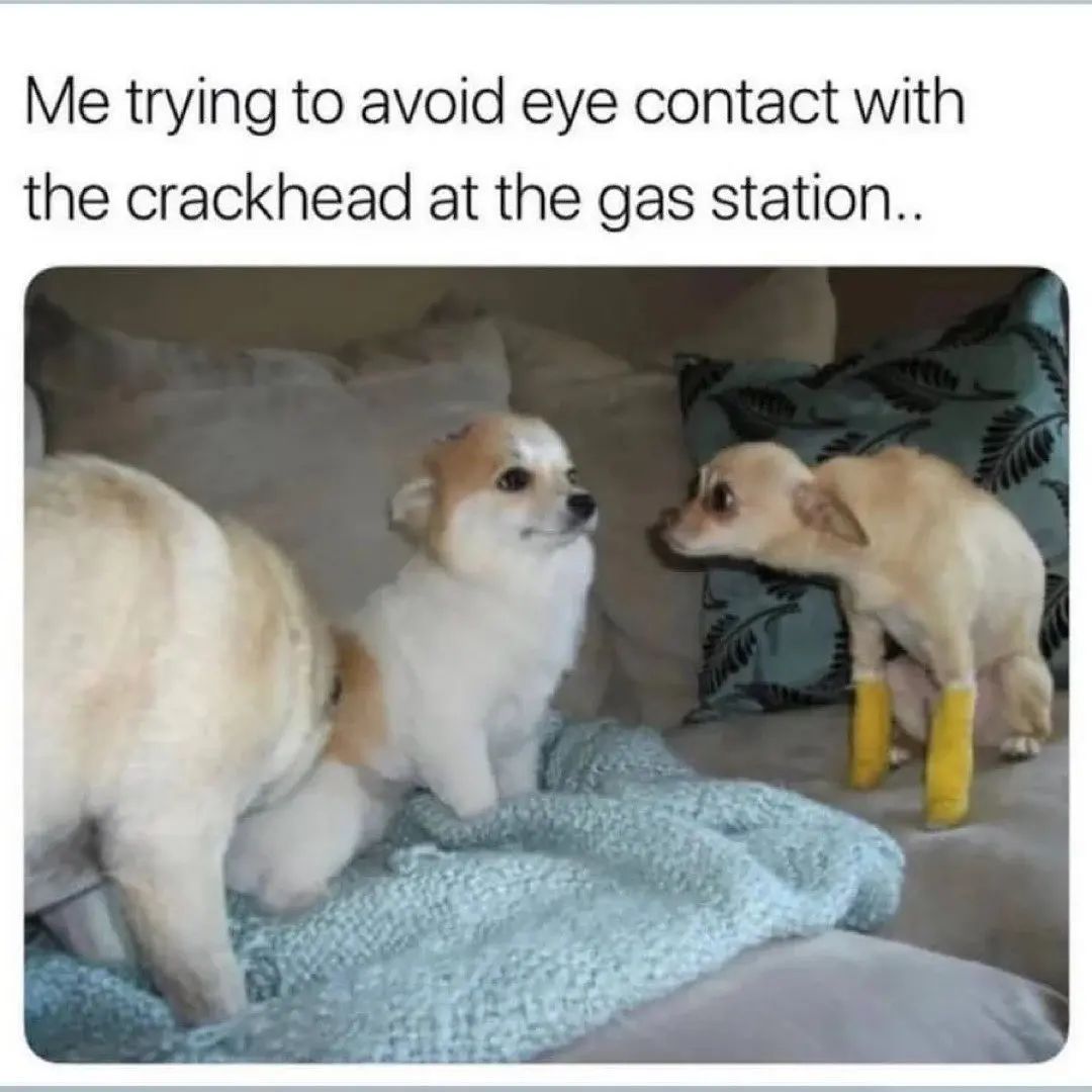 Cute And Adorable Doggo Videos Will Make Your Day Better – KingdomOfDoggos