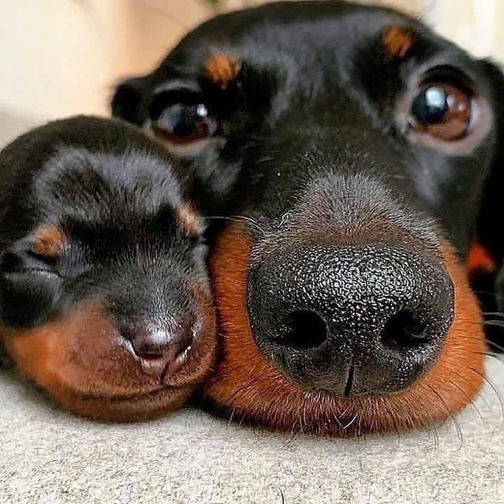 Cute Doggo Videos and Images For Boosting Your Monday – KingdomOfDoggos