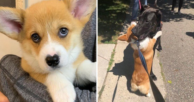 Meet Wallace, The Corgi With A Heart-Shaped Nose Who Loves To Hug All ...