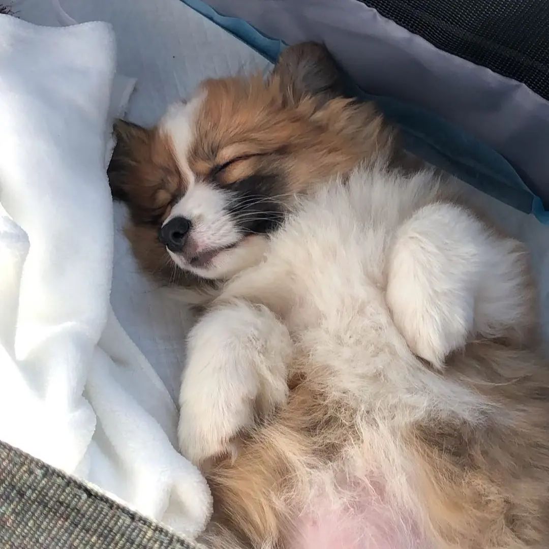 Cute Doggo Videos Of The Day – KingdomOfDoggos