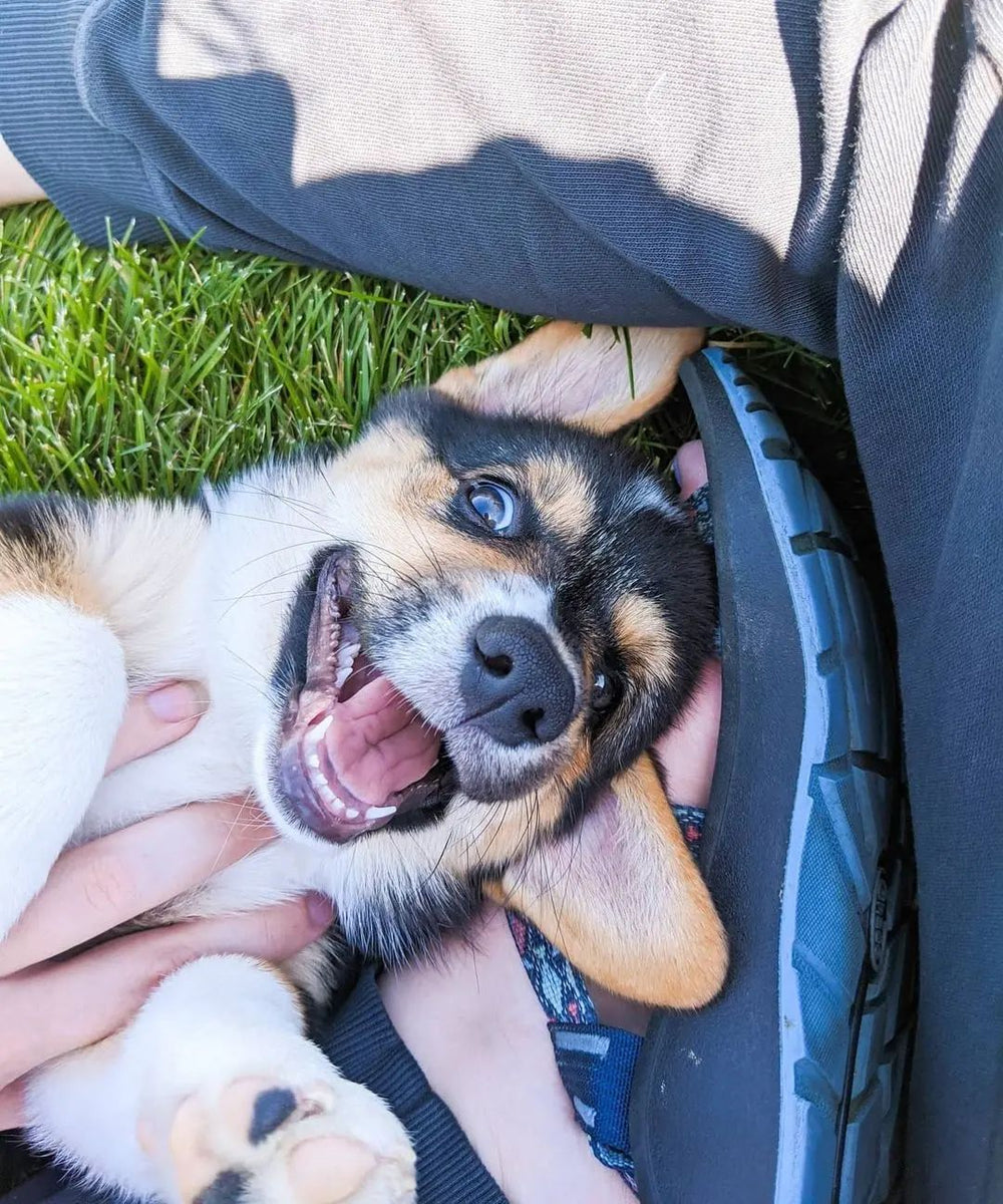 Cute Doggo Videos Will Make You Smile – KingdomOfDoggos