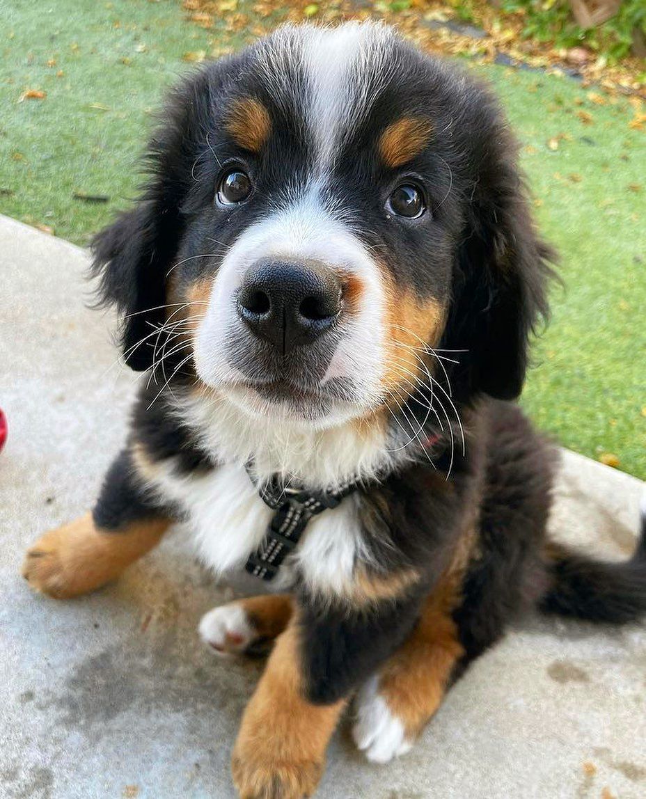 Cute Doggos Moment For Your Days Better – KingdomOfDoggos