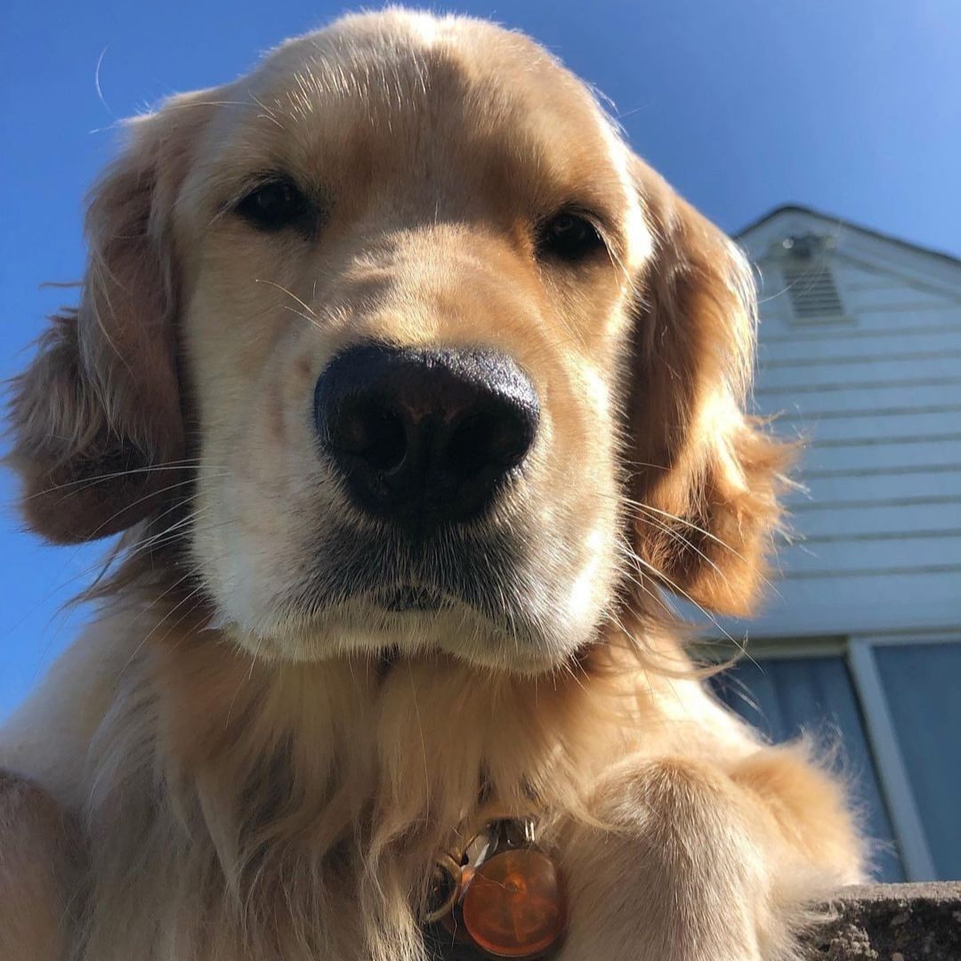 Cutest Corgi Videos Will Make You Smile – KingdomOfDoggos