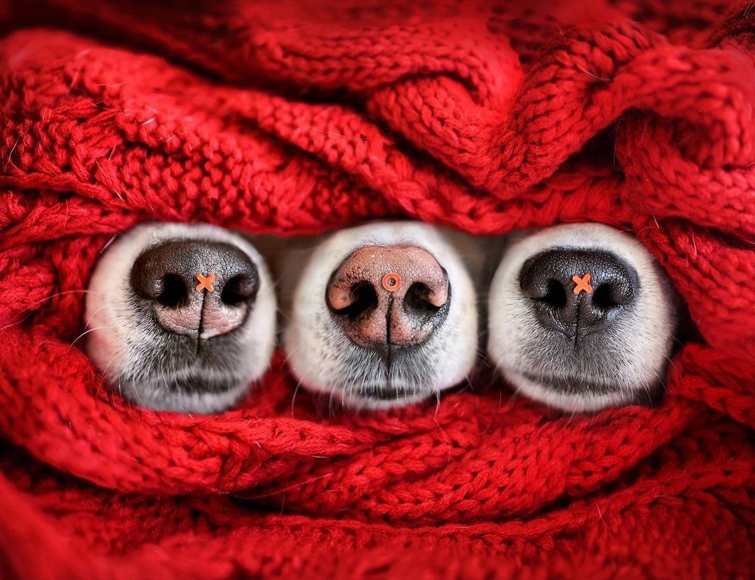 Funny Doggo Videos Will Make You Smile All The Time – KingdomOfDoggos