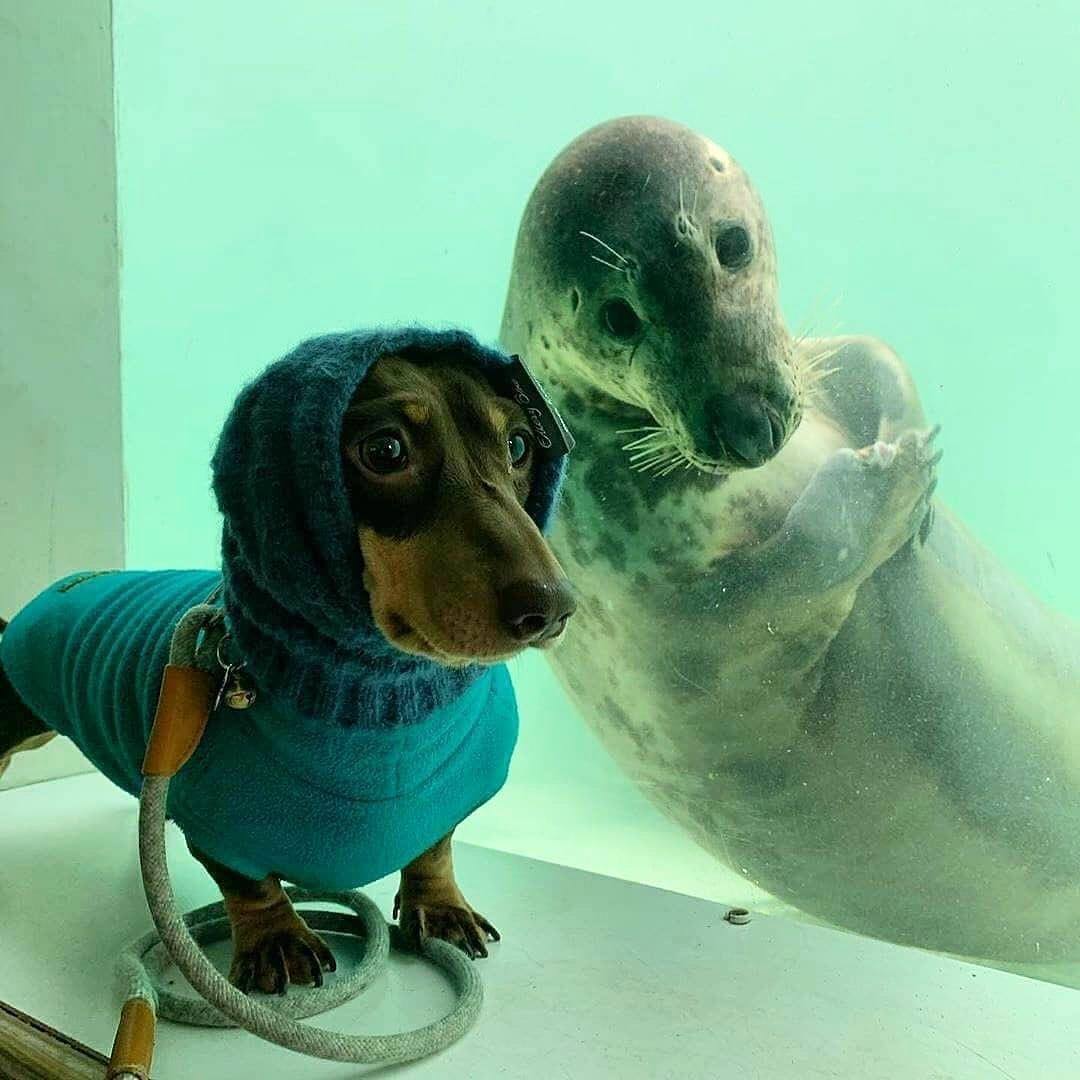 Wonderful Doggos Videos Will Boost Your Mood – KingdomOfDoggos