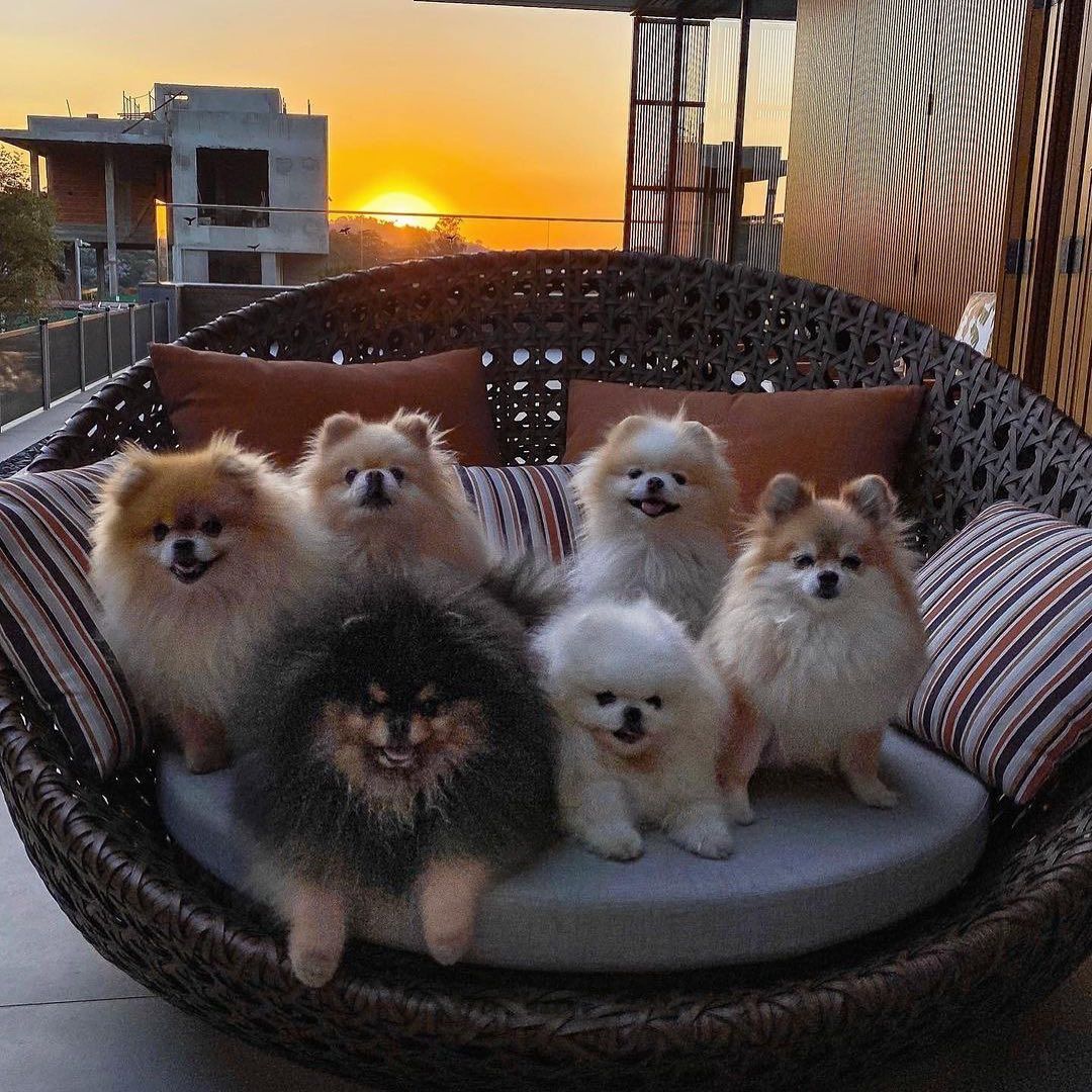 The Most and Funny Doggos Will Made Your Day – KingdomOfDoggos