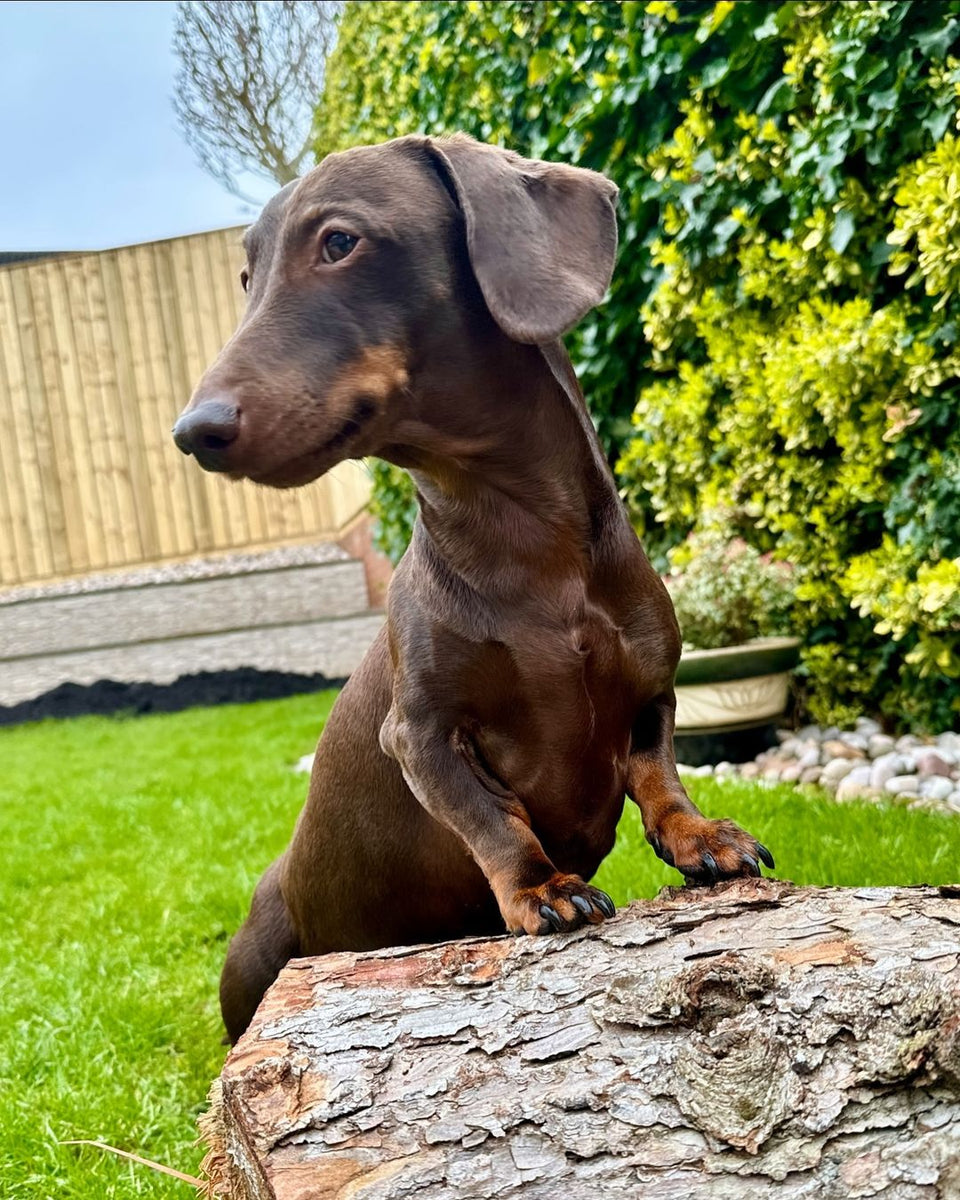 Daily Doggo Funny Videos Will Make You Smile #107 – KingdomOfDoggos