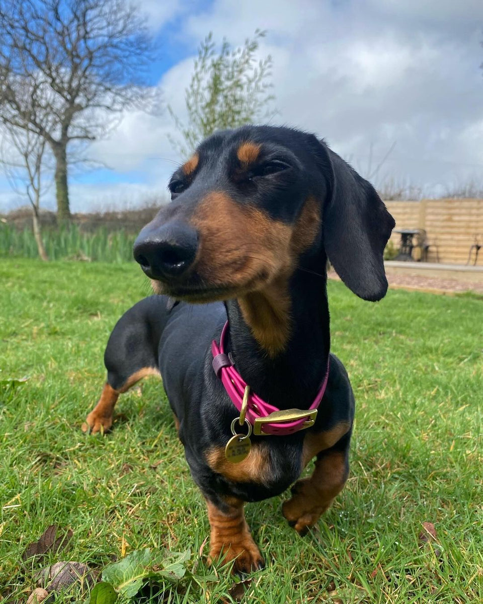 Daily Doggo Funny Videos Will Make You Smile #120 – KingdomOfDoggos