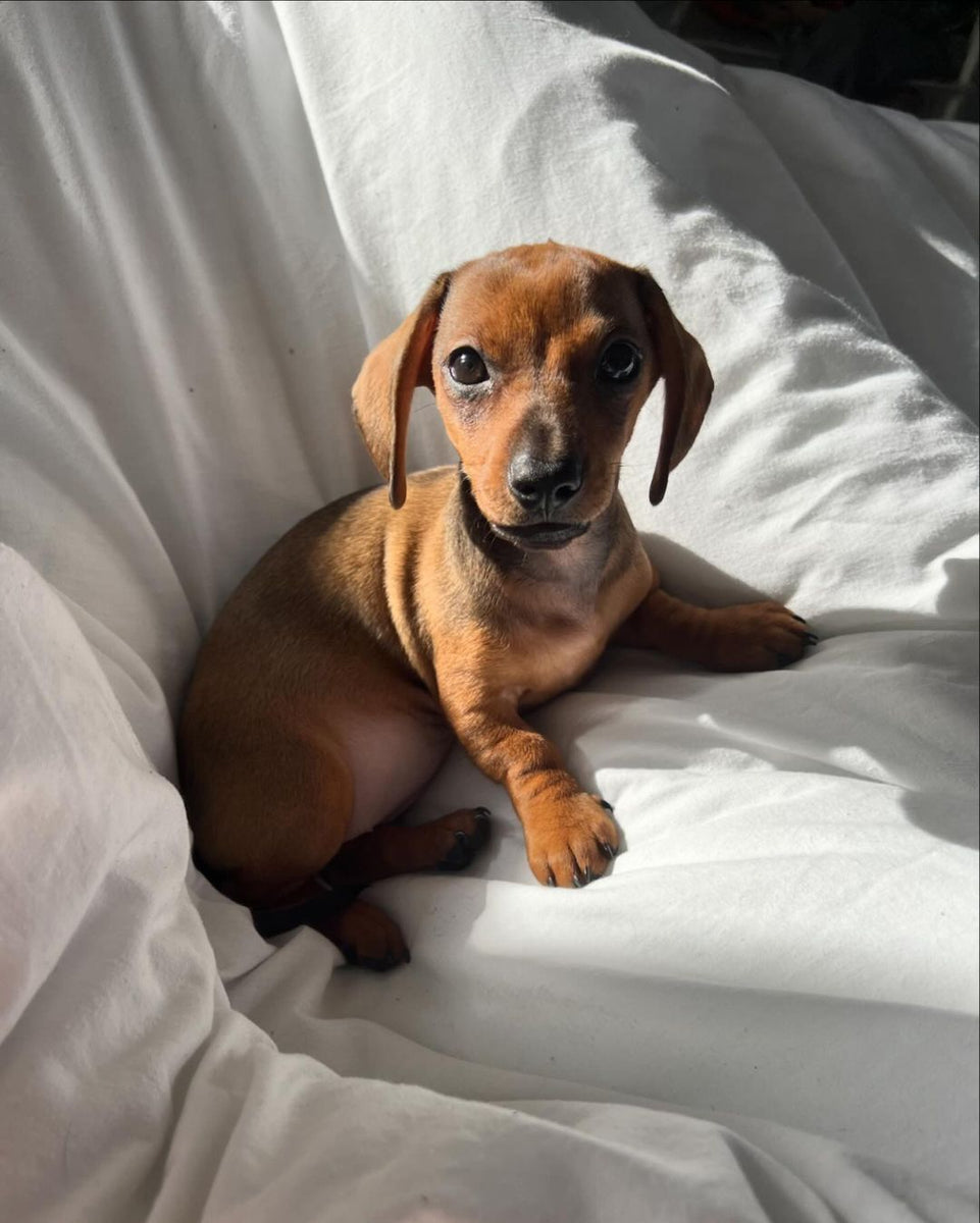 Daily Doggo Funny Videos Will Make You Smile #80 – KingdomOfDoggos