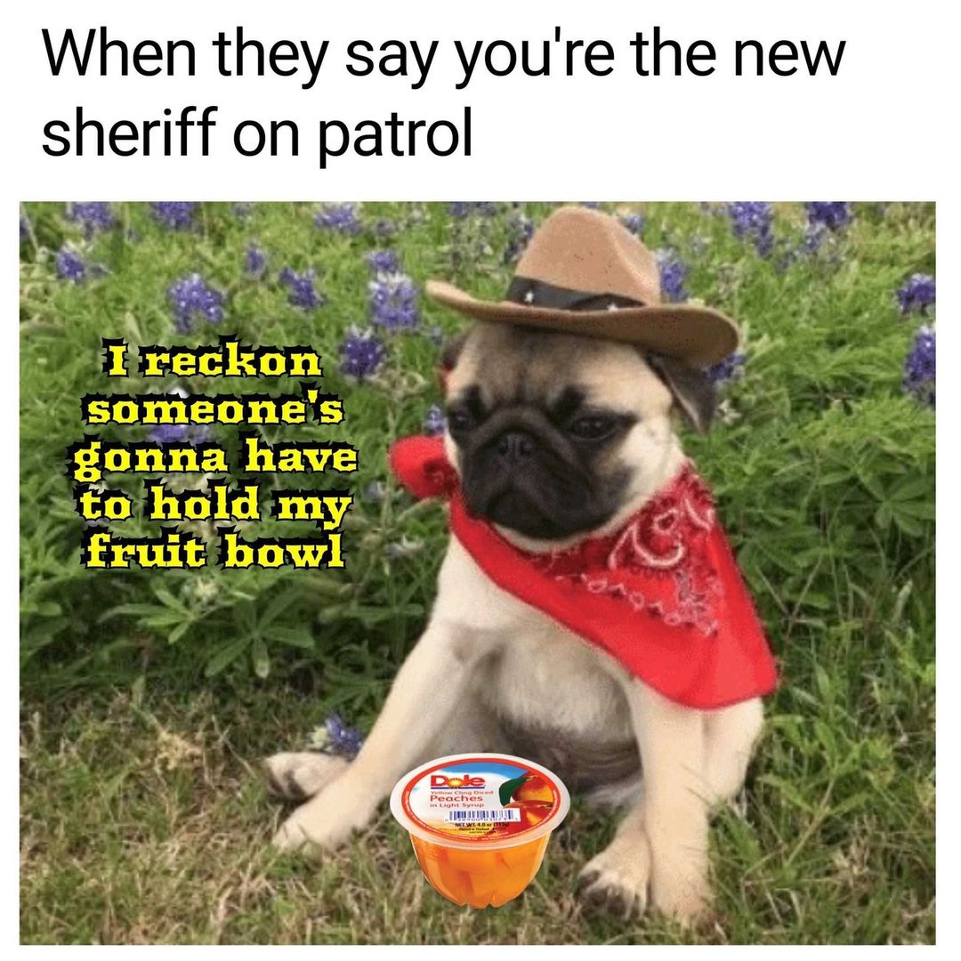 Cute and Hilarious Doggo Videos Will Make You Smile – KingdomOfDoggos