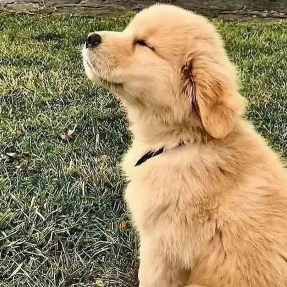 Daily Doggo Funny Videos Will Make You Smile #165 – KingdomOfDoggos