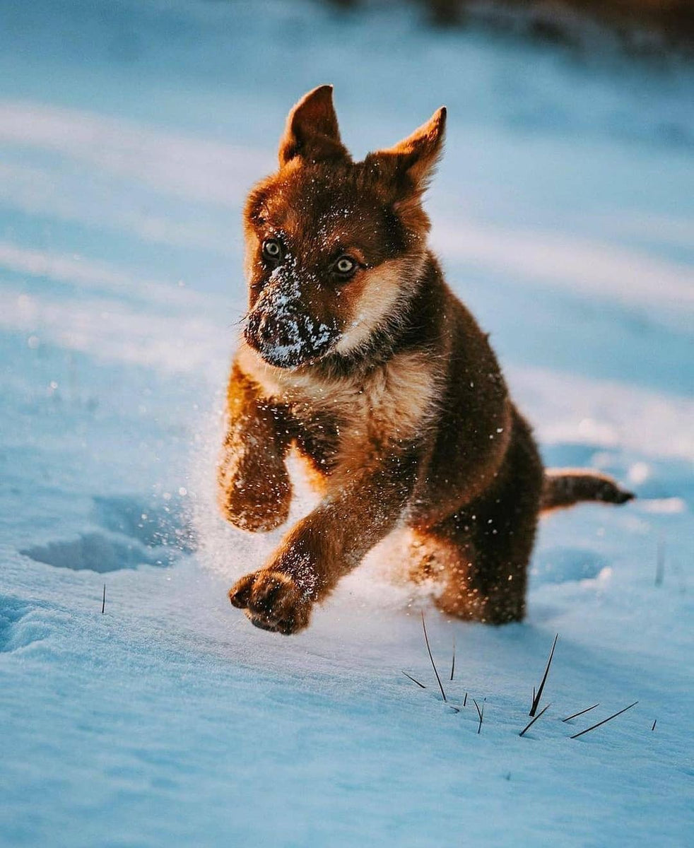 Adorable Doggo Videos and Images For Your Day Better – KingdomOfDoggos