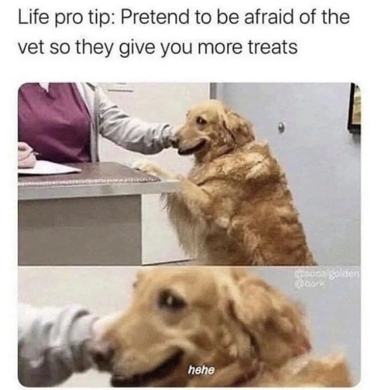 Daily Doggo Funny Videos Will Make You Smile #17 – KingdomOfDoggos