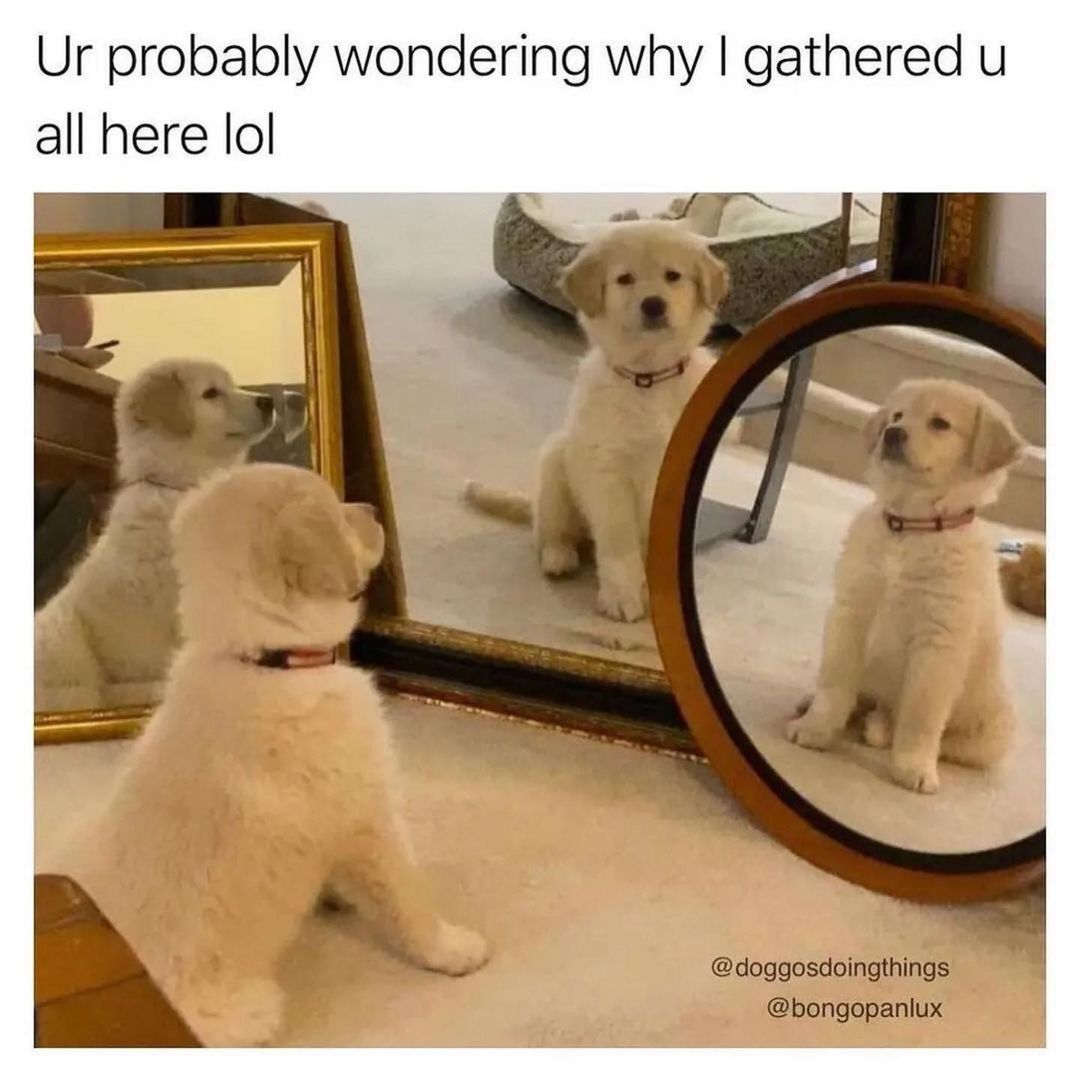 Daily Doggo Funny Videos Will Make You Smile #19 – KingdomOfDoggos