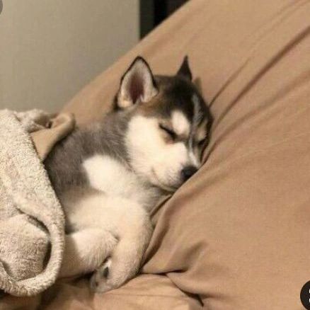 Daily Doggo Funny Videos Will Make You Smile #23 – KingdomOfDoggos