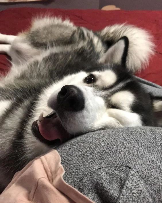 Daily Doggo Funny Videos Will Make You Smile #28 – KingdomOfDoggos