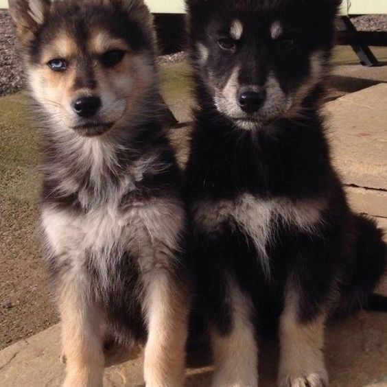 Daily Doggo Funny Videos Will Make You Smile #22 – KingdomOfDoggos