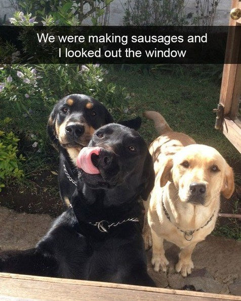 Daily Doggo Funny Videos Will Make You Smile #37 – KingdomOfDoggos