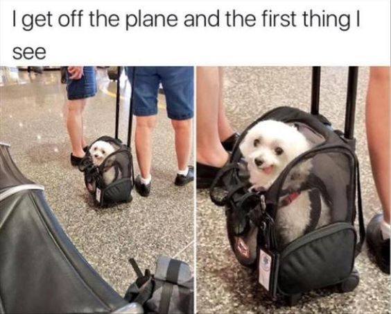 Daily Doggo Funny Videos Will Make You Smile #38 – KingdomOfDoggos