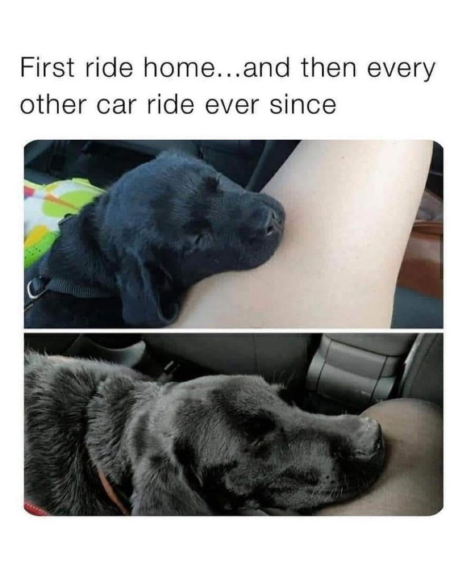 Daily Doggo Funny Videos Will Make You Smile #40 – KingdomOfDoggos