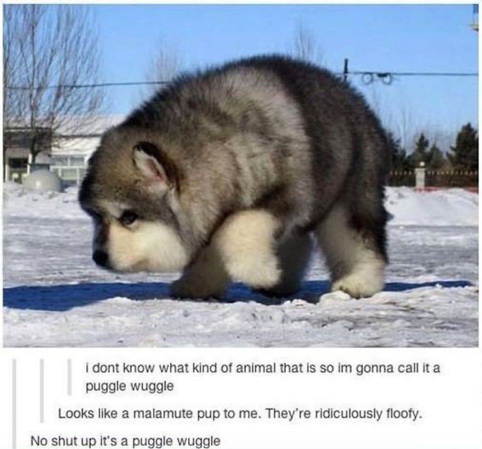 Daily Doggo Funny Videos Will Make You Smile #55 – KingdomOfDoggos