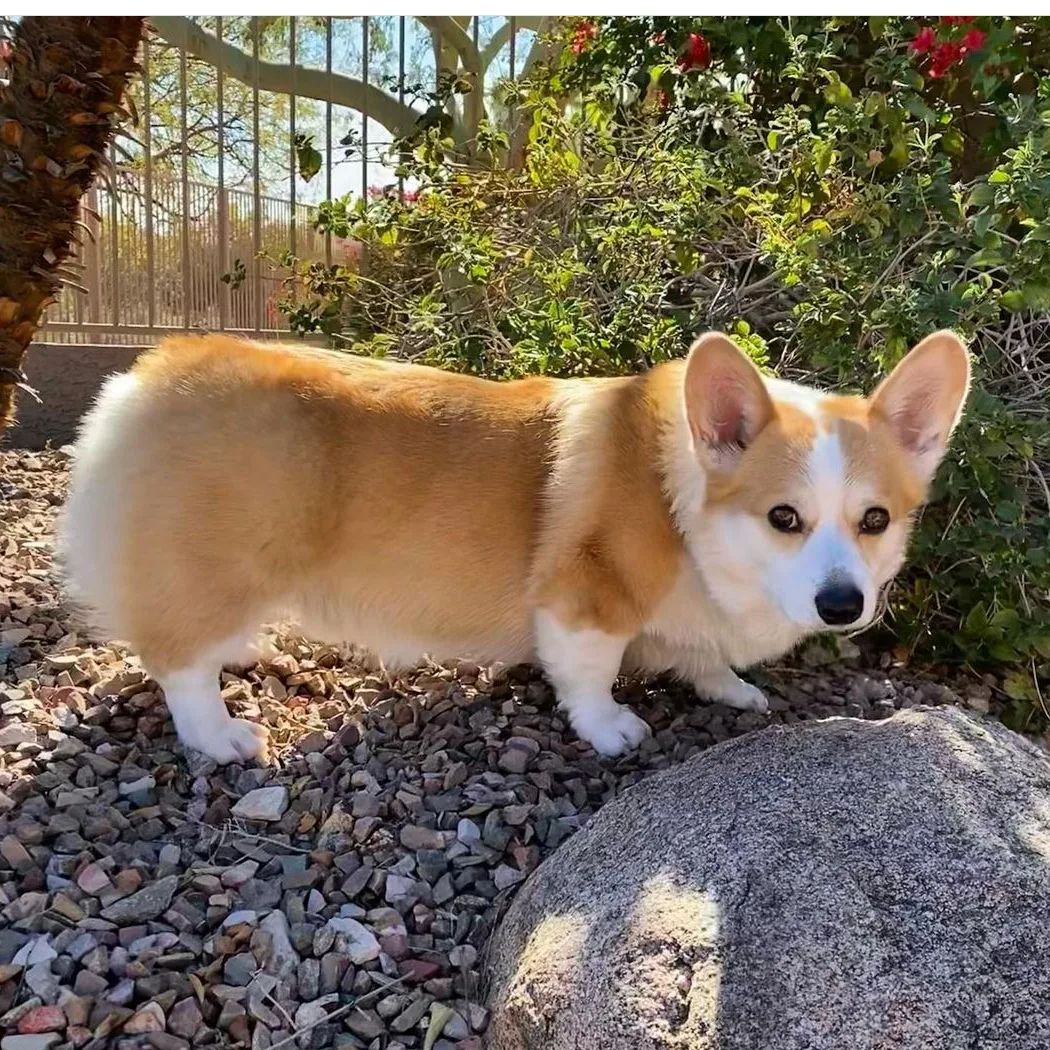 Daily Doggo Funny Videos Will Make You Smile #50 – KingdomOfDoggos