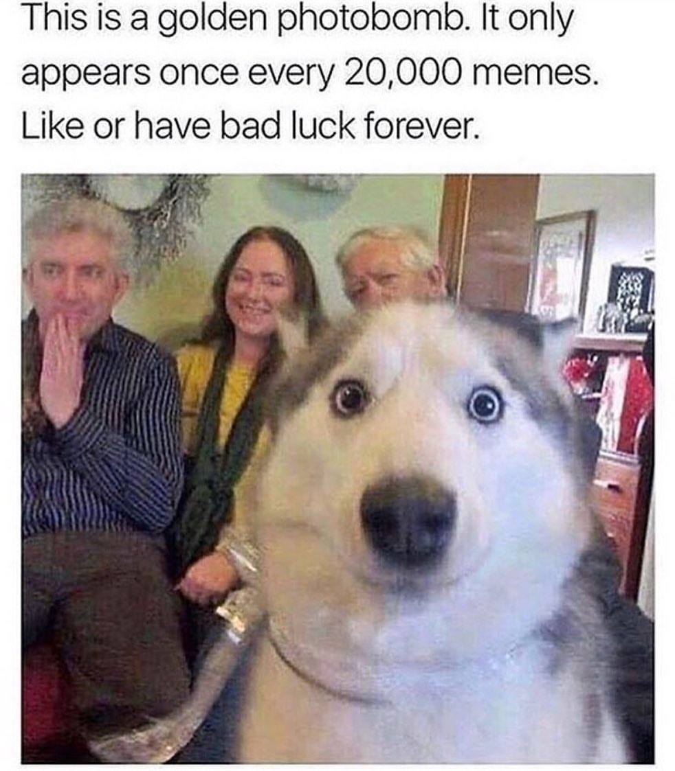 Daily Doggo Funny Videos Will Make You Smile #12 – KingdomOfDoggos