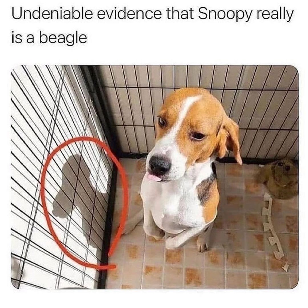 Funny And Adorable Doggo Videos Will Make You Smile – KingdomOfDoggos