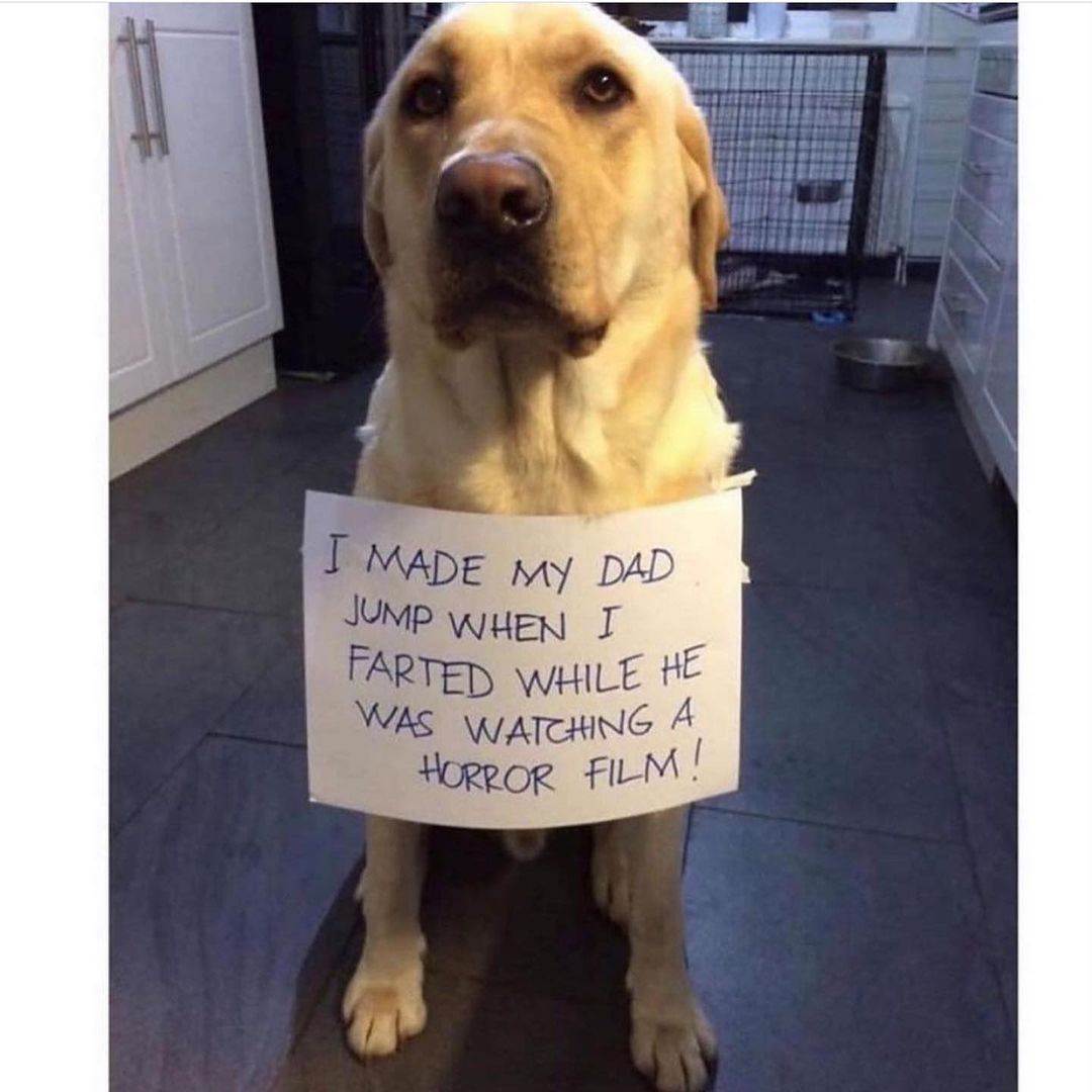 Daily Doggo Funny Videos Will Make You Smile #9 – KingdomOfDoggos