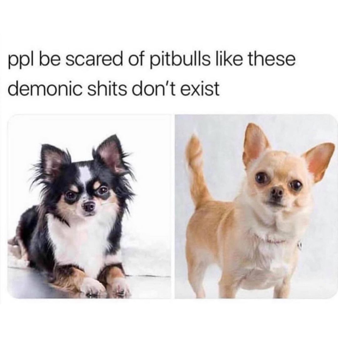 Daily Doggo Funny Videos Will Make You Smile #16 – KingdomOfDoggos