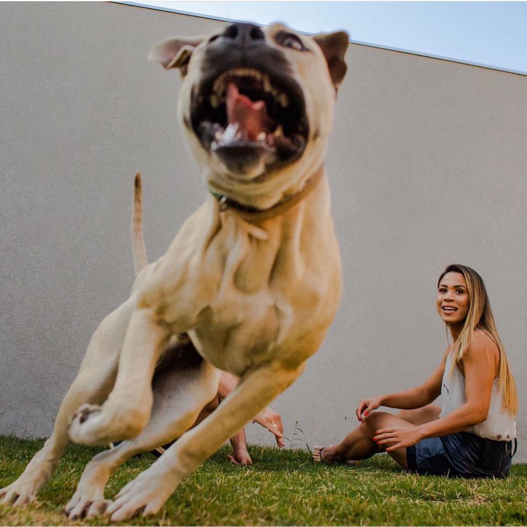 Cute And Funny Doggo Videos Of The Day – KingdomOfDoggos