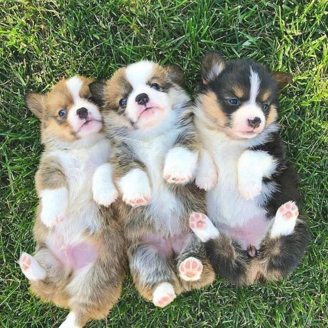 Daily Funny Corgi Videos Will Make You Smile #10 – KingdomOfDoggos