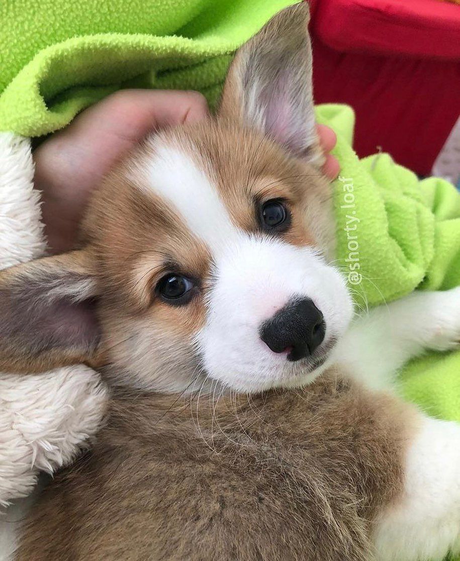 Daily Funny Corgi Videos Will Make You Smile #11 – KingdomOfDoggos