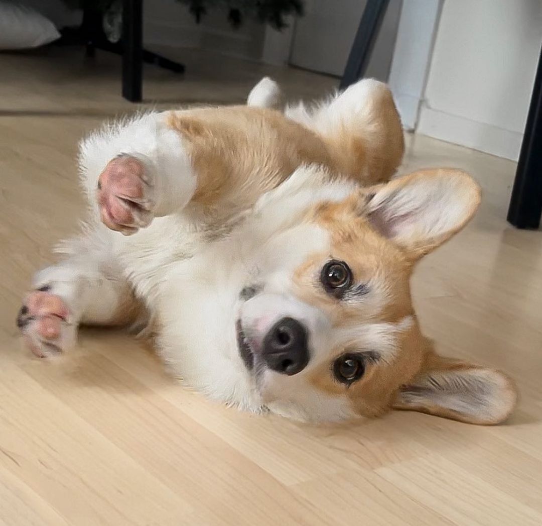 Daily Doggo Funny Videos Will Make You Smile #59 – KingdomOfDoggos