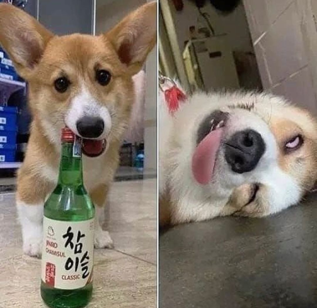 Daily Doggo Funny Videos Will Make You Smile #60 – KingdomOfDoggos