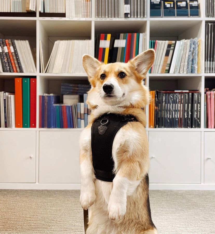 Daily Funny Corgi Videos Will Make You Smile #4 – KingdomOfDoggos