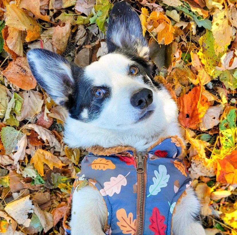 Daily Funny Corgi Videos Will Make You Smile #5 – KingdomOfDoggos