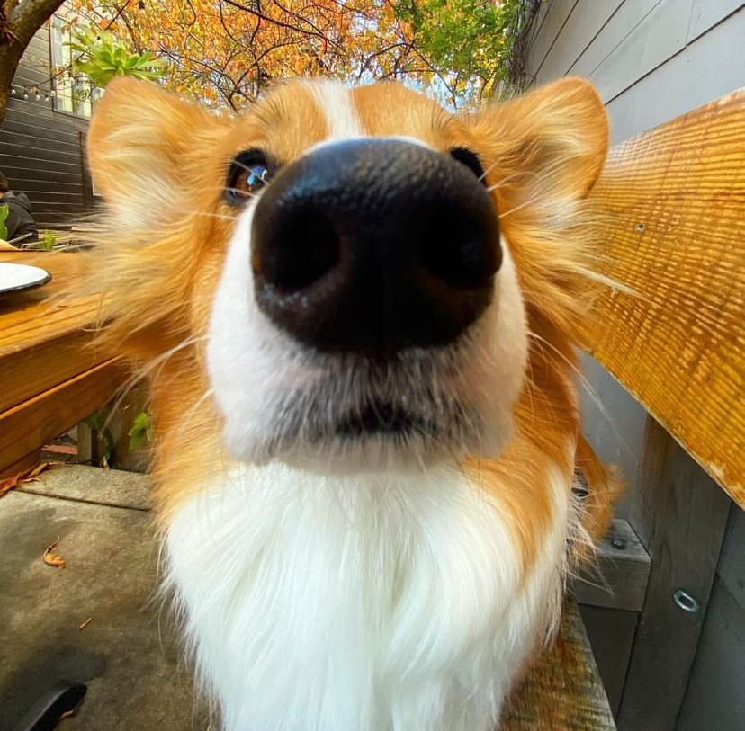 Daily Funny Corgi Videos Will Make You Smile #6 – KingdomOfDoggos