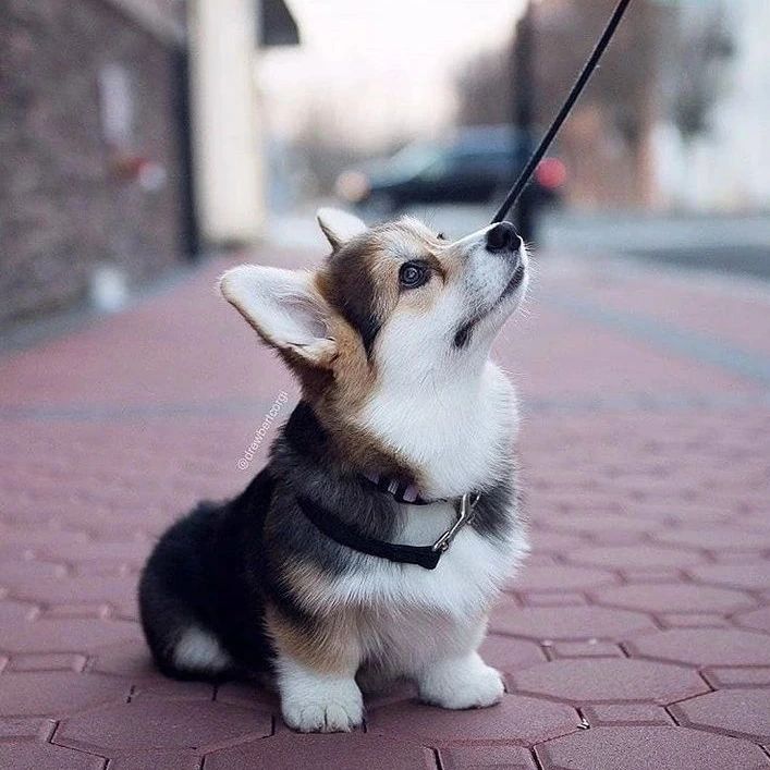 Daily Funny Corgi Videos Will Make You Smile #8 – KingdomOfDoggos