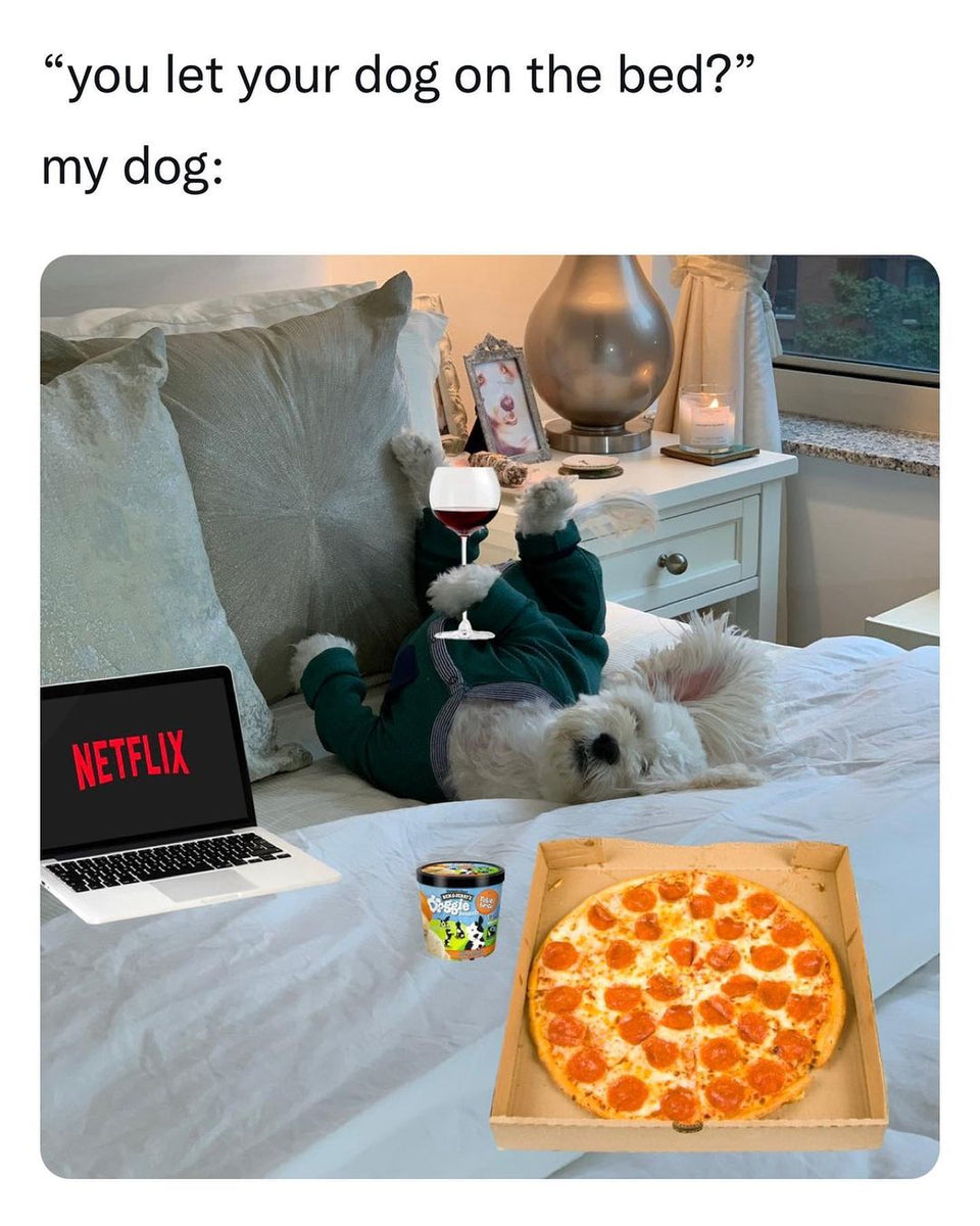 Cute And Funny Doggo Videos Will Make You Smile – KingdomOfDoggos