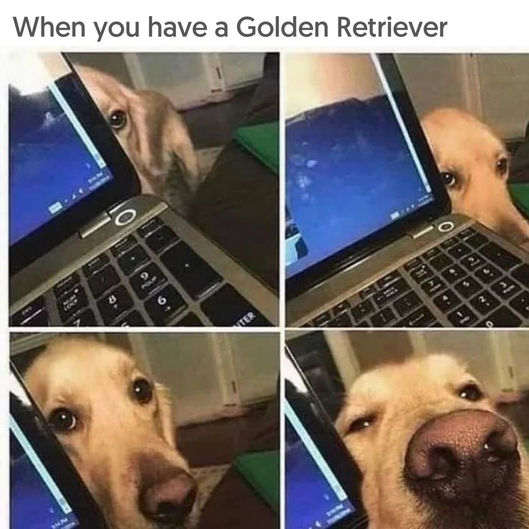 Funny Golden Retriever Videos Will Make You Smile #11 – KingdomOfDoggos