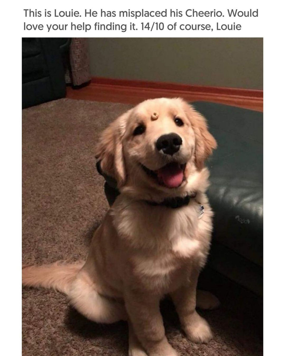 Funny Golden Retriever Videos Will Make You Smile #15 – KingdomOfDoggos