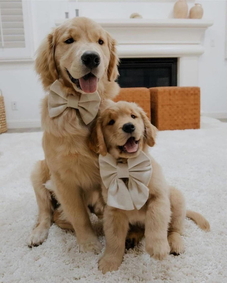 Daily Doggo Funny Videos Will Make You Smile #97 – KingdomOfDoggos