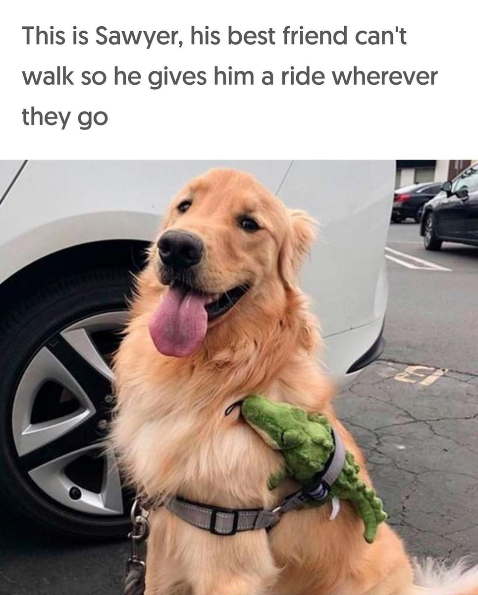 Funny Golden Retriever Videos Will Make You Smile #4 – KingdomOfDoggos
