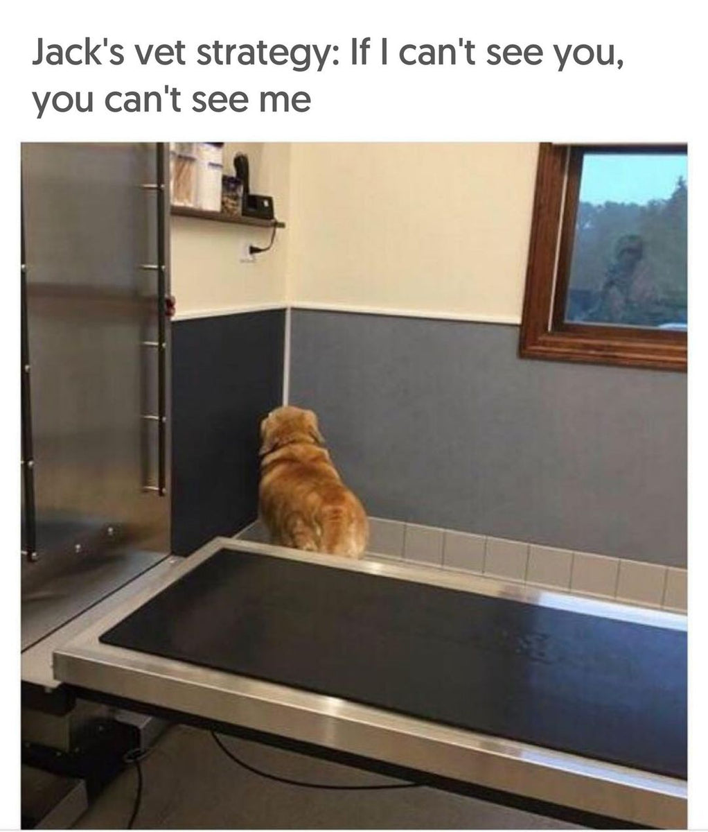 Daily Doggo Funny Videos Will Make You Smile #141 – KingdomOfDoggos