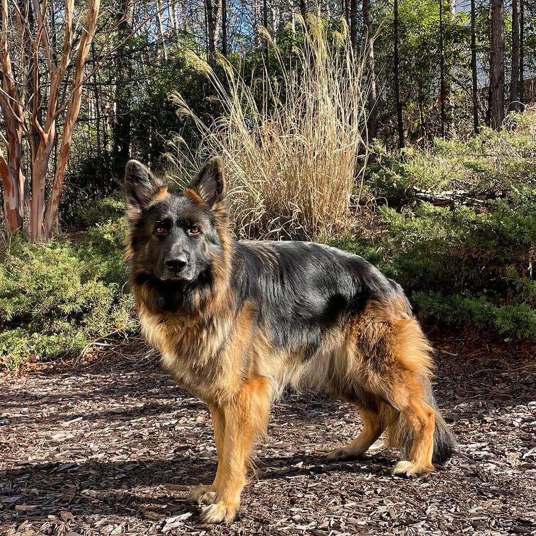 Funny German Shepherd Videos Will Make You Smile #13 – KingdomOfDoggos