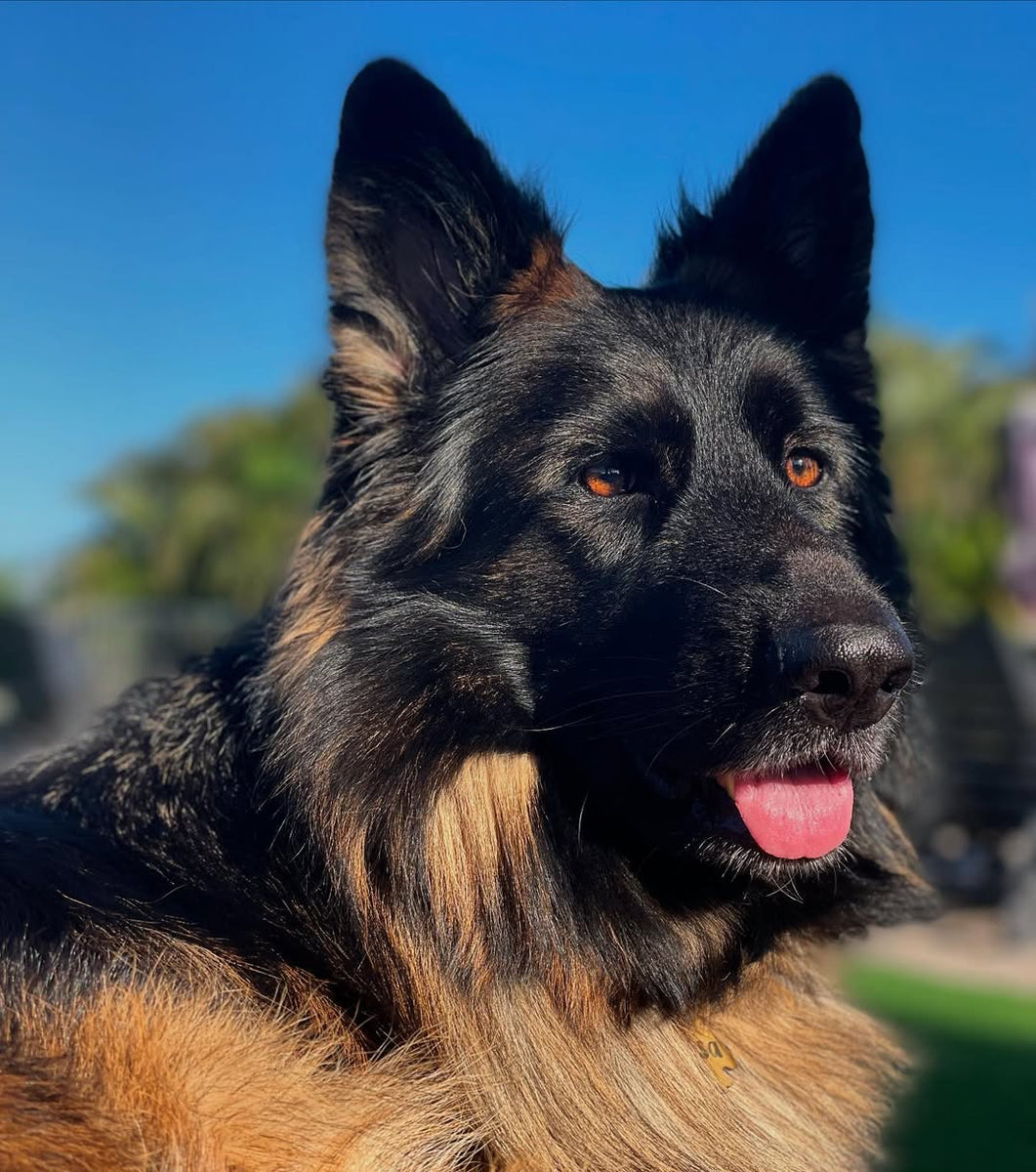 Funny German Shepherd Videos Will Make You Smile #10 – KingdomOfDoggos