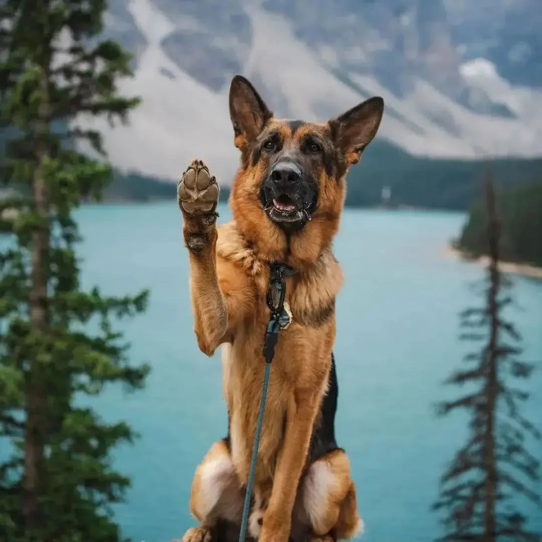 Funny German Shepherd Videos Will Make You Smile #1 – KingdomOfDoggos