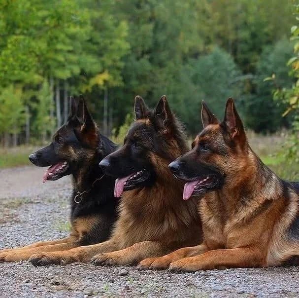 Funny German Shepherd Videos Will Make You Smile #5 – KingdomOfDoggos